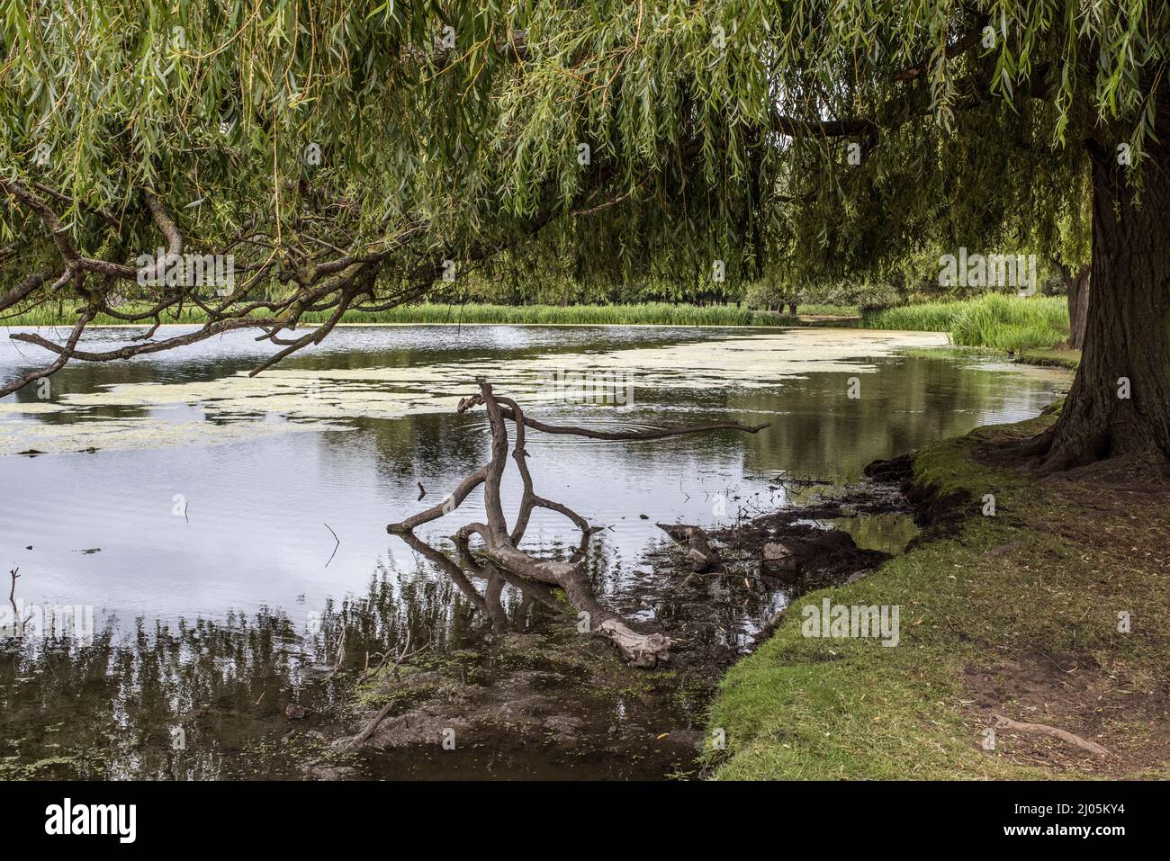 Rotting tree branch hi-res stock photography and images - Alamy