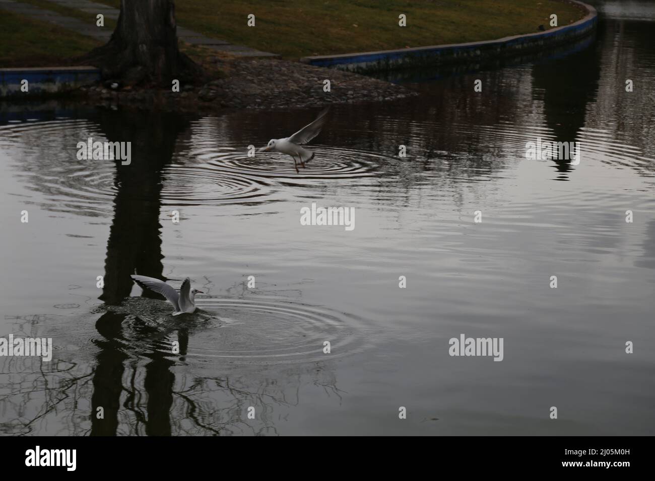 Nature Landscape Park Trees Birds Background Stock Photo - Alamy