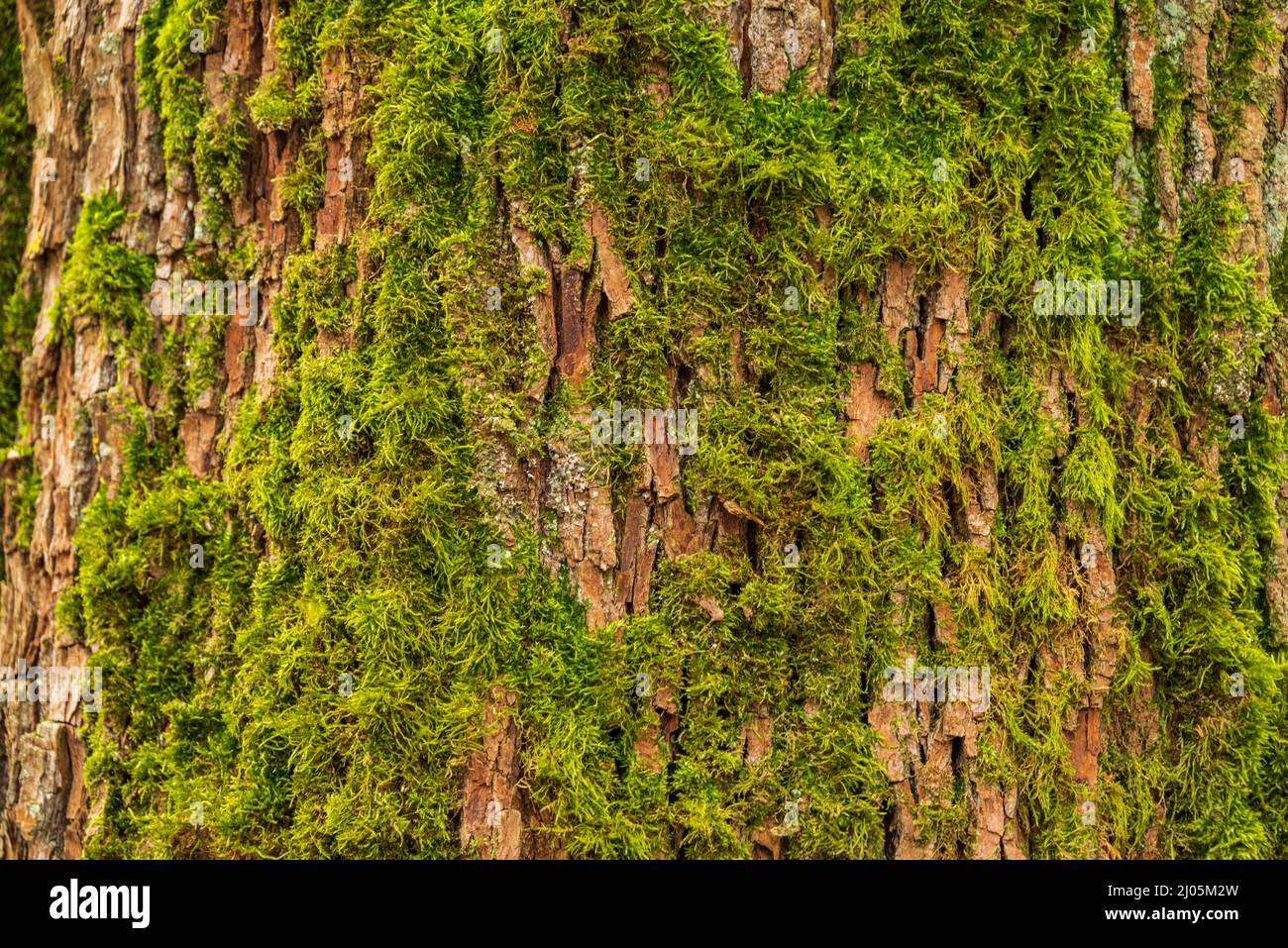 Tree Moss Texture