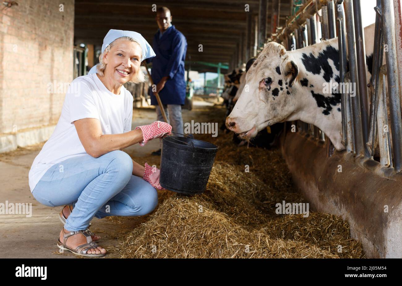 Portrait of smiling female farmer with bucket feeding cow at the cow ...