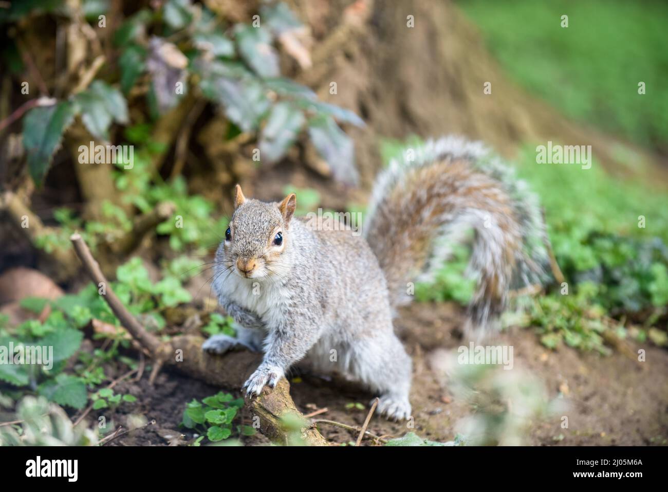 Squirrel facing the camera hi-res stock photography and images - Alamy
