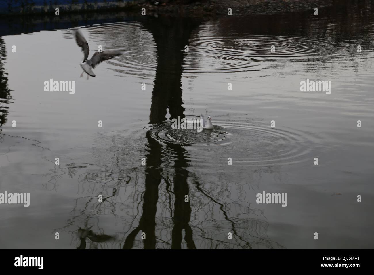 Nature Landscape Park Trees Birds Background Stock Photo - Alamy