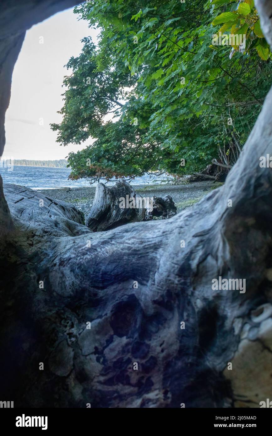 a beach with large trees though a hole in a large driftwood log Stock ...
