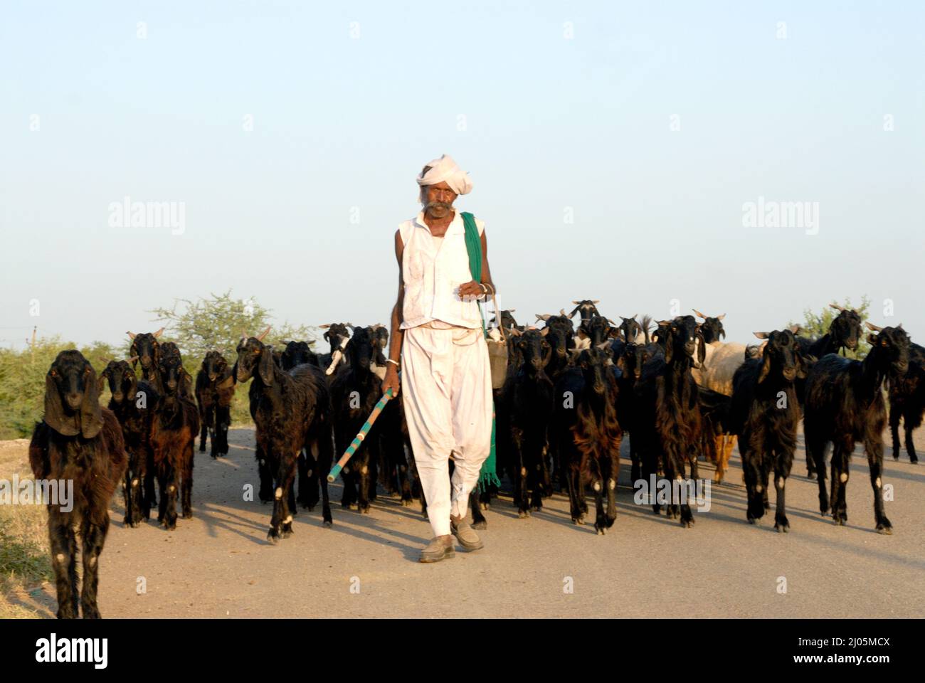 Amreli; Gujarat; india : Sep. 20; 2009 : South Asian Indian Shephered ...
