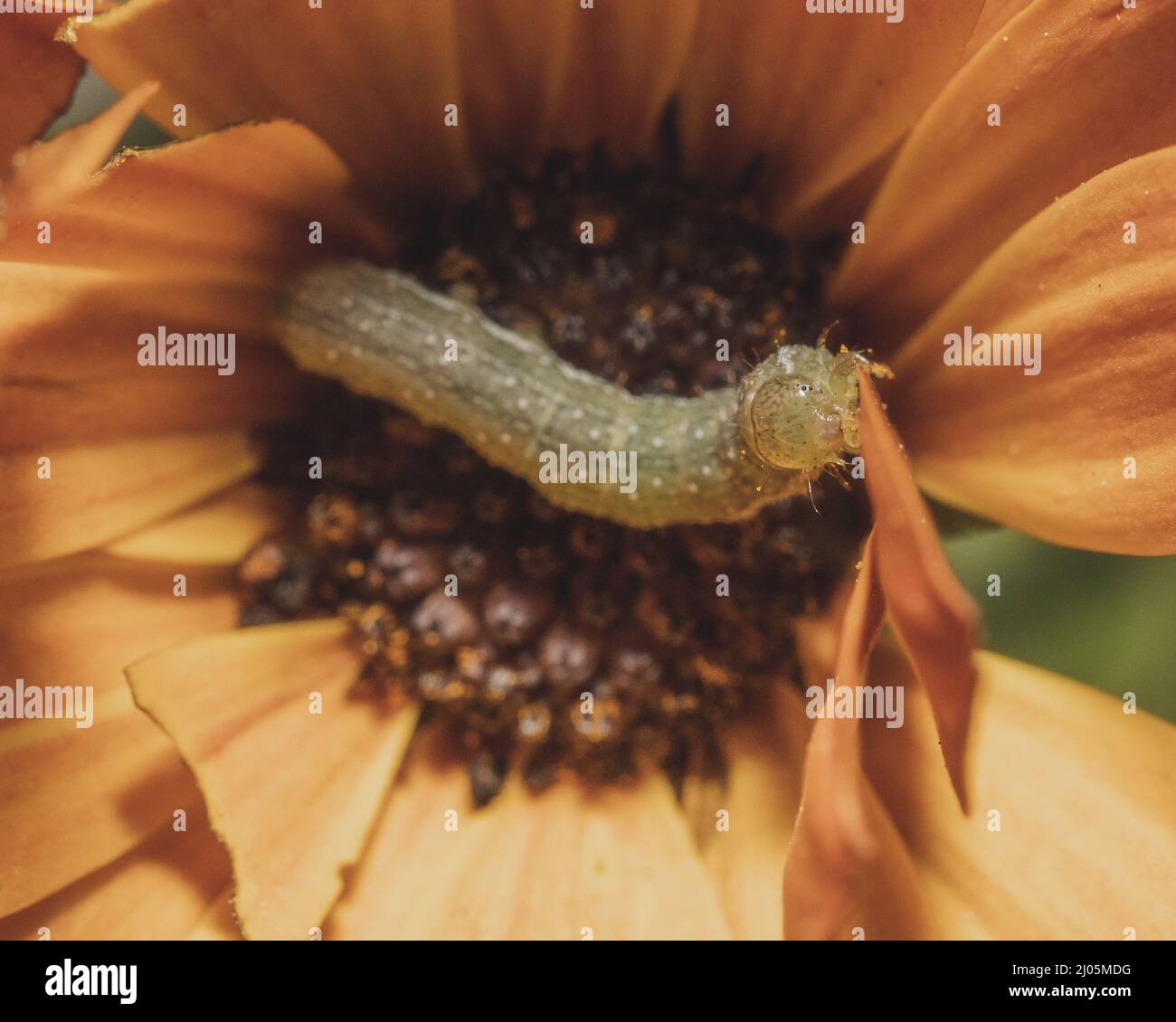 Closeup shot of a worm in a flower in a garden during the day Stock ...