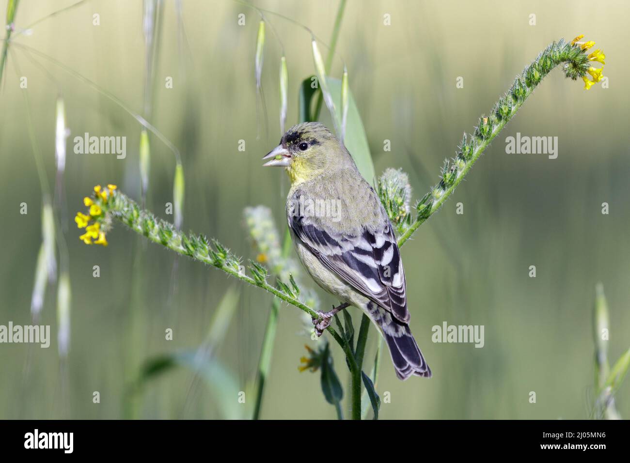 Lesser Goldfinch Diet