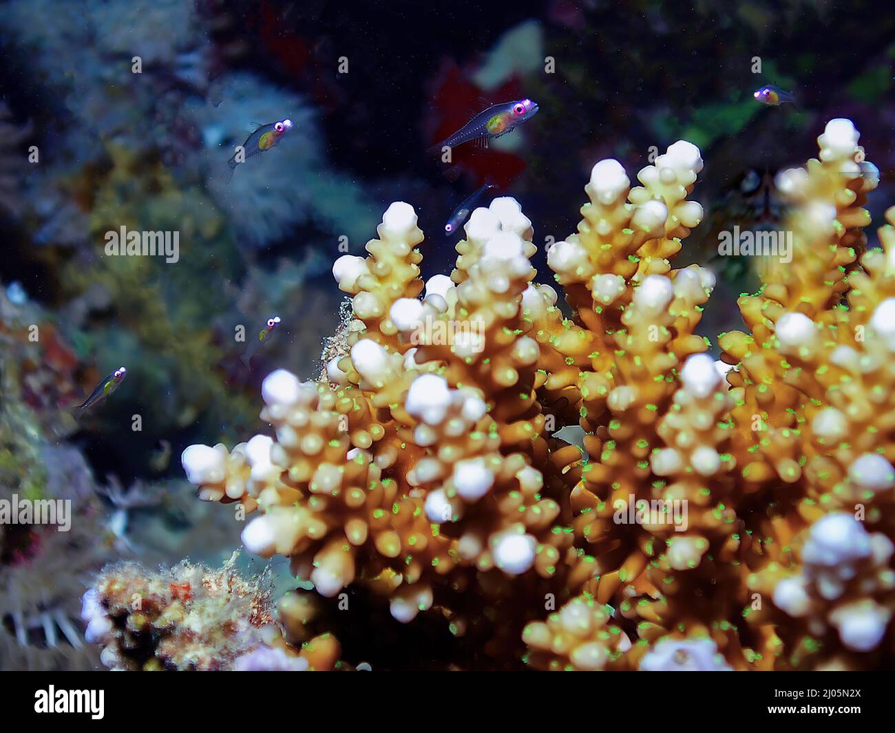 Red Eye Gobies (Bryaninops natans) in the Red Sea, Egypt Stock Photo ...