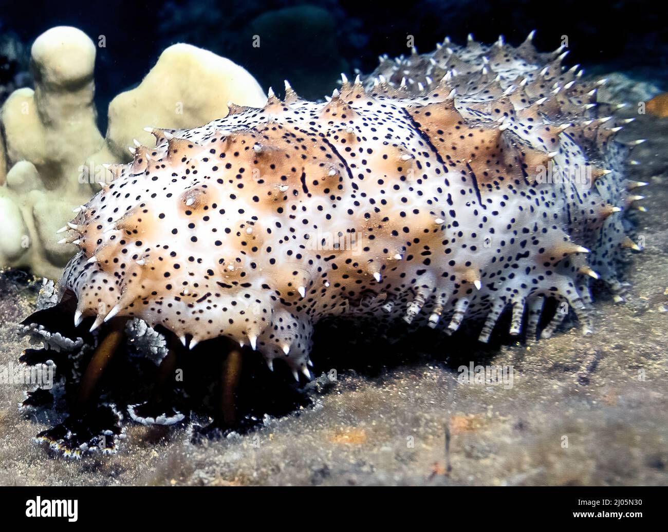 A Blackspotted Sea Cucumber (Pearsonothuria graeffei) in the Red Sea ...