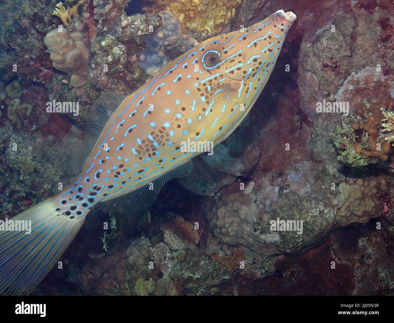 A Scribbled Leatherjacket (Aluterus scriptus) in the Red Sea, Egypt ...