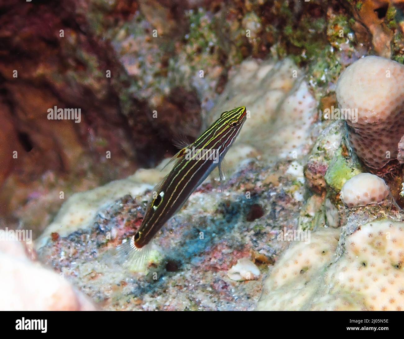 A Hector's Goby (Koumansetta hectori) in the Red Sea, Egypt Stock Photo ...