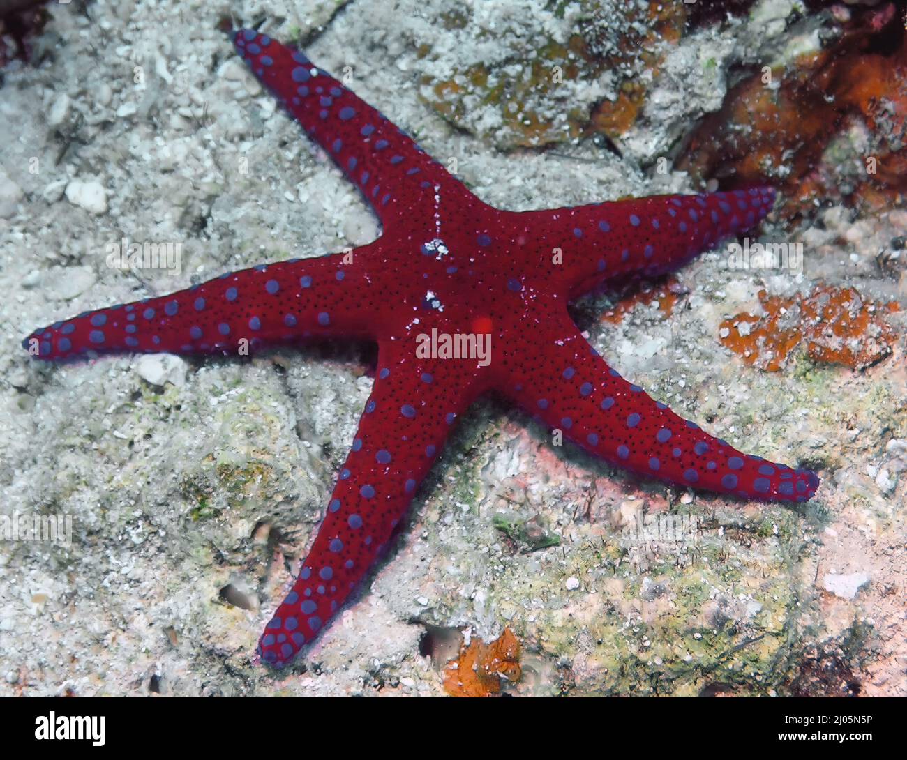 A Ghardaqa Sea Star (Fromia ghardaqana) in the Red Sea, Egypt Stock ...