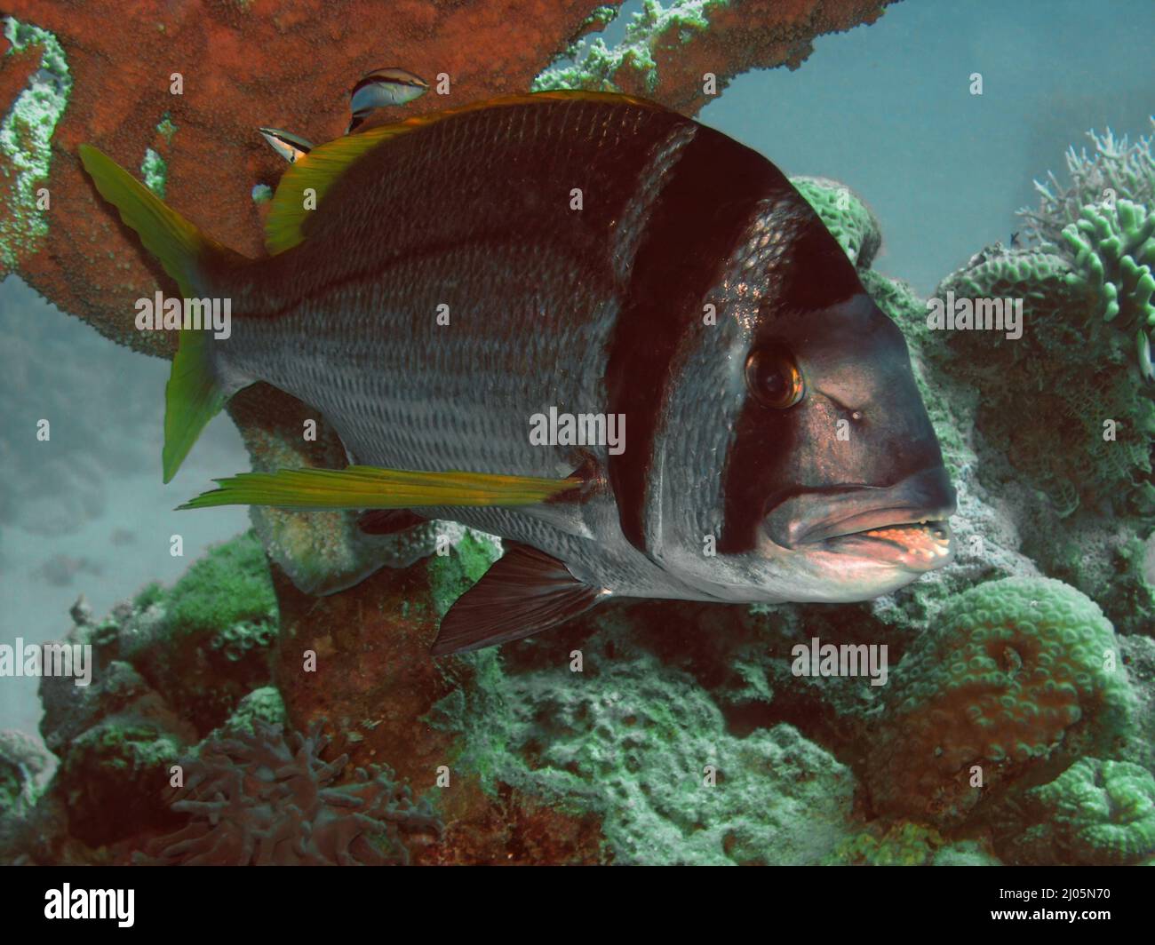 Twobar Seabream (Acanthopagrus bifasciatus) in the Red Sea, Egypt Stock ...