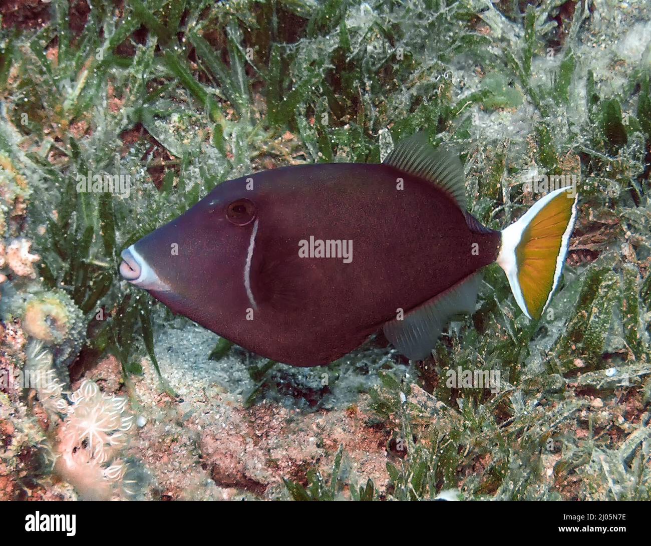 Dark green triggerfish hi-res stock photography and images - Alamy