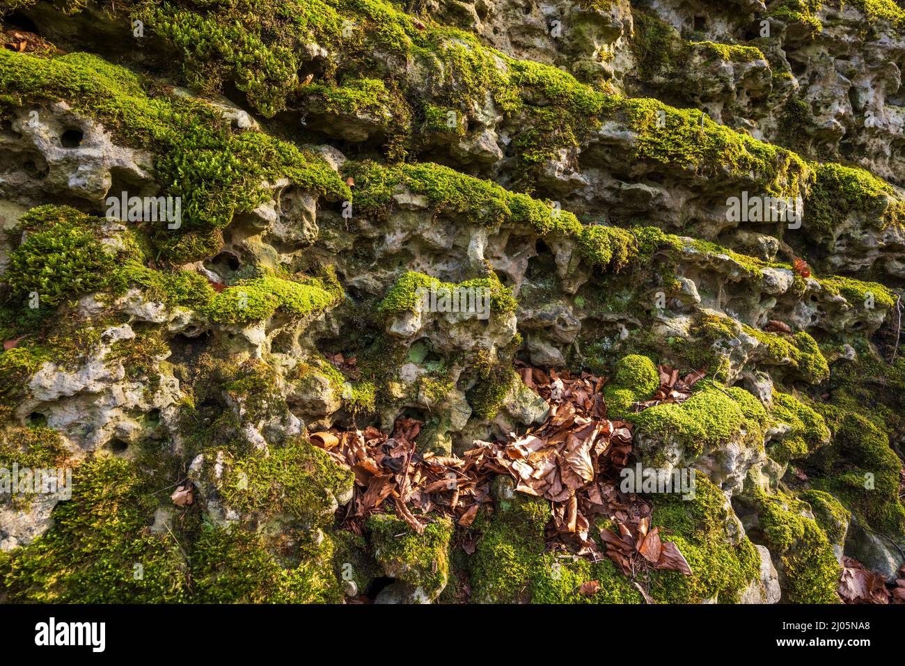 Full-frame close-up of green moss and autumn leaves on limestone rocks ...