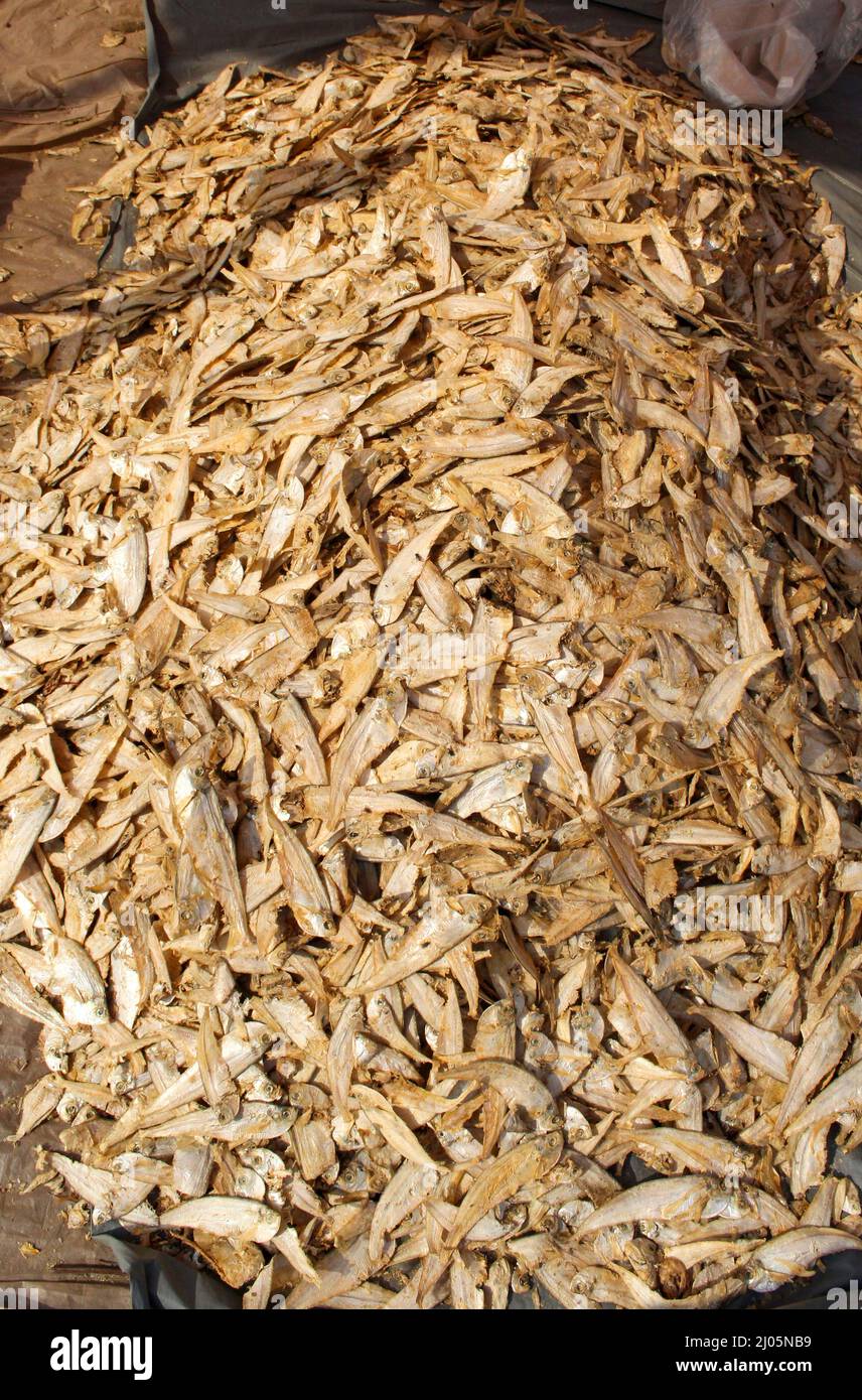 Dry Fish The Village Market in Bangladesh Stock Photo - Alamy
