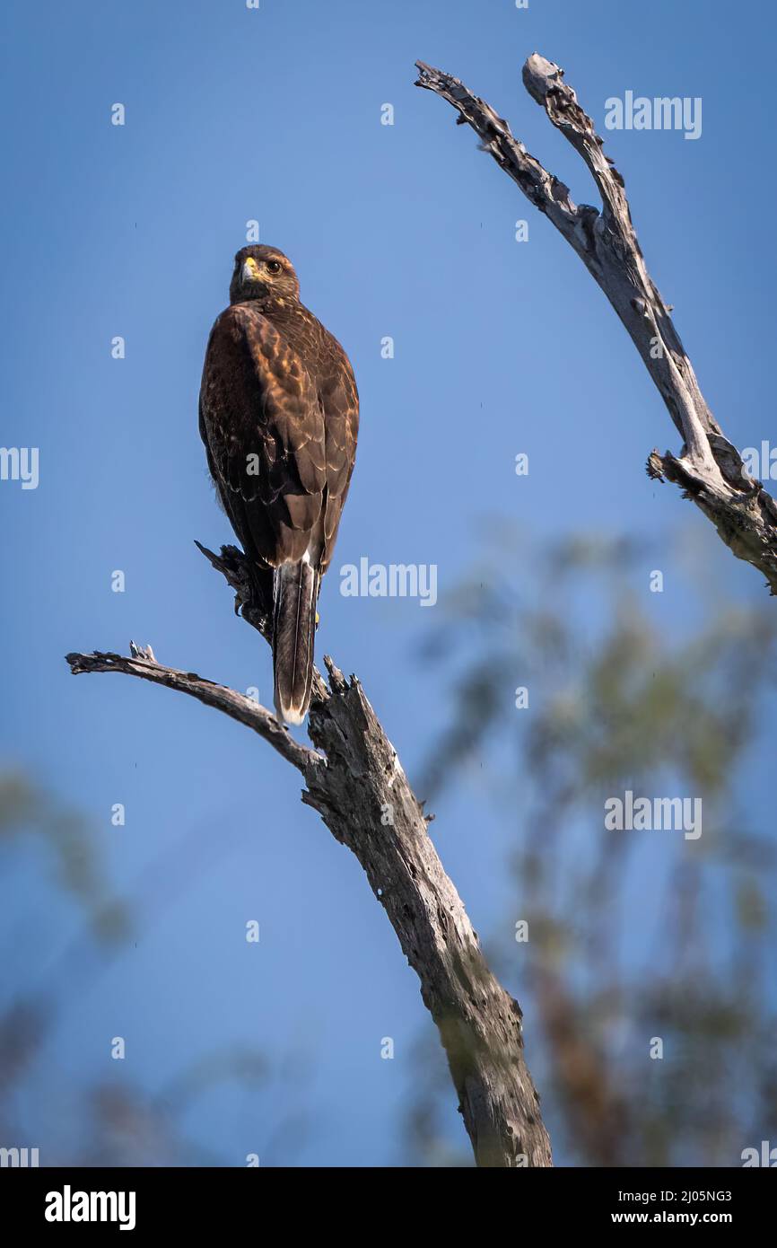 Red-tailed hawk in a tree Stock Photo - Alamy