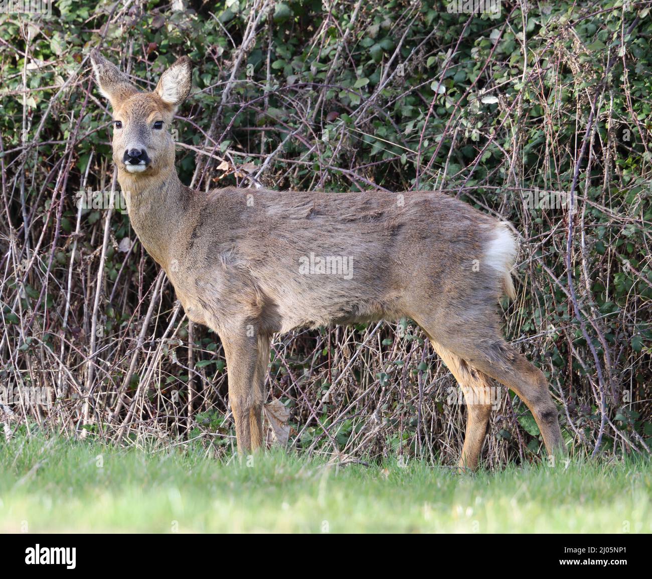 Single Roe Deer in the Cotswold Hills in Gloucestershire Stock Photo ...