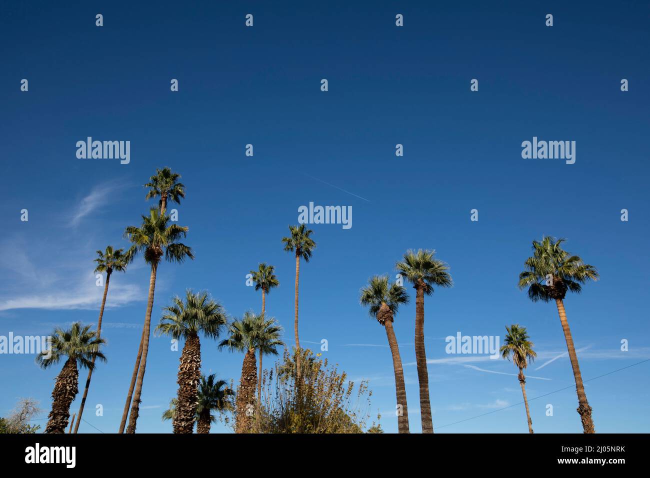 Daytime view of palm trees in downtown Indio, California, USA Stock ...