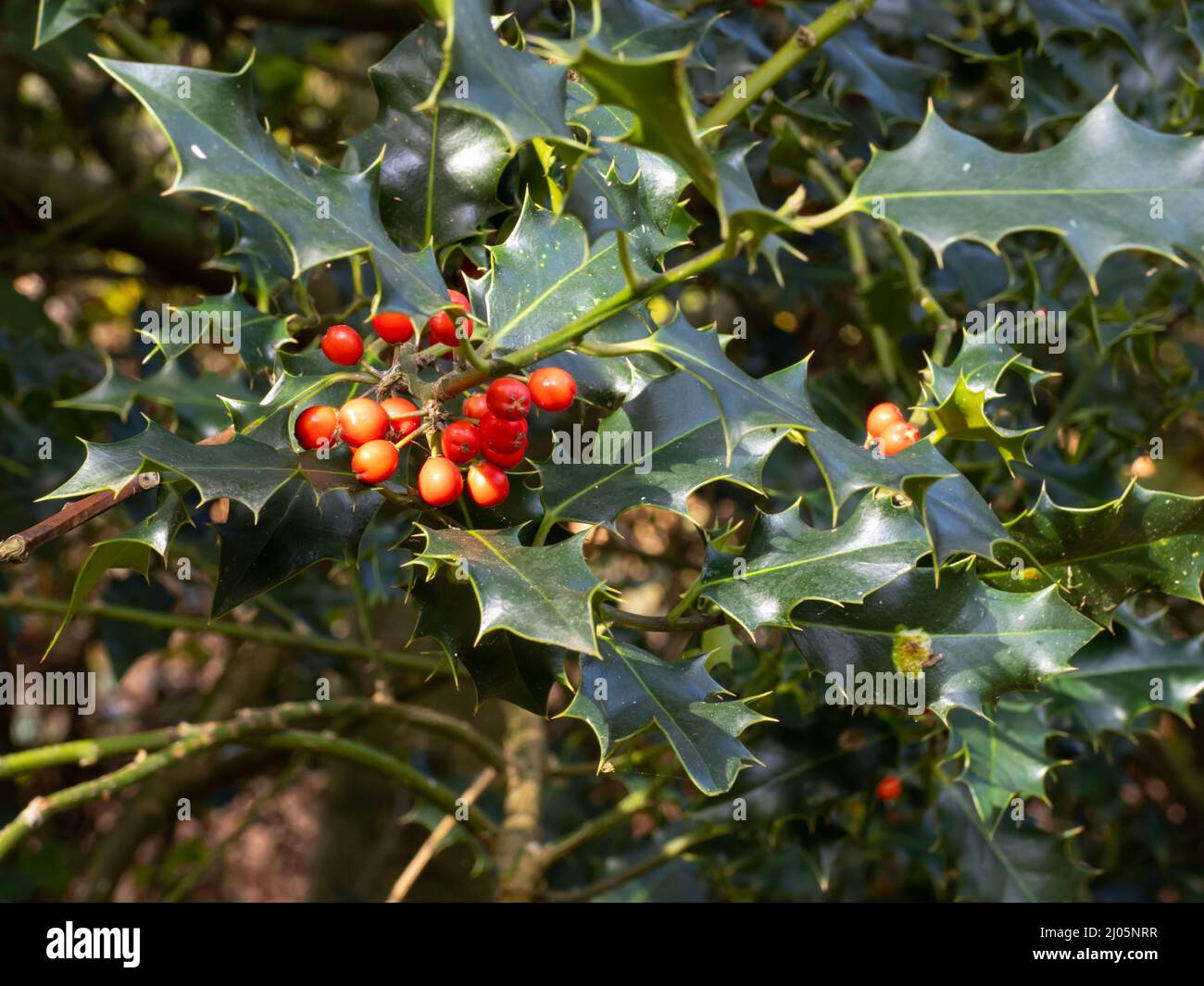 Holly leaves with single berry hi-res stock photography and images - Alamy