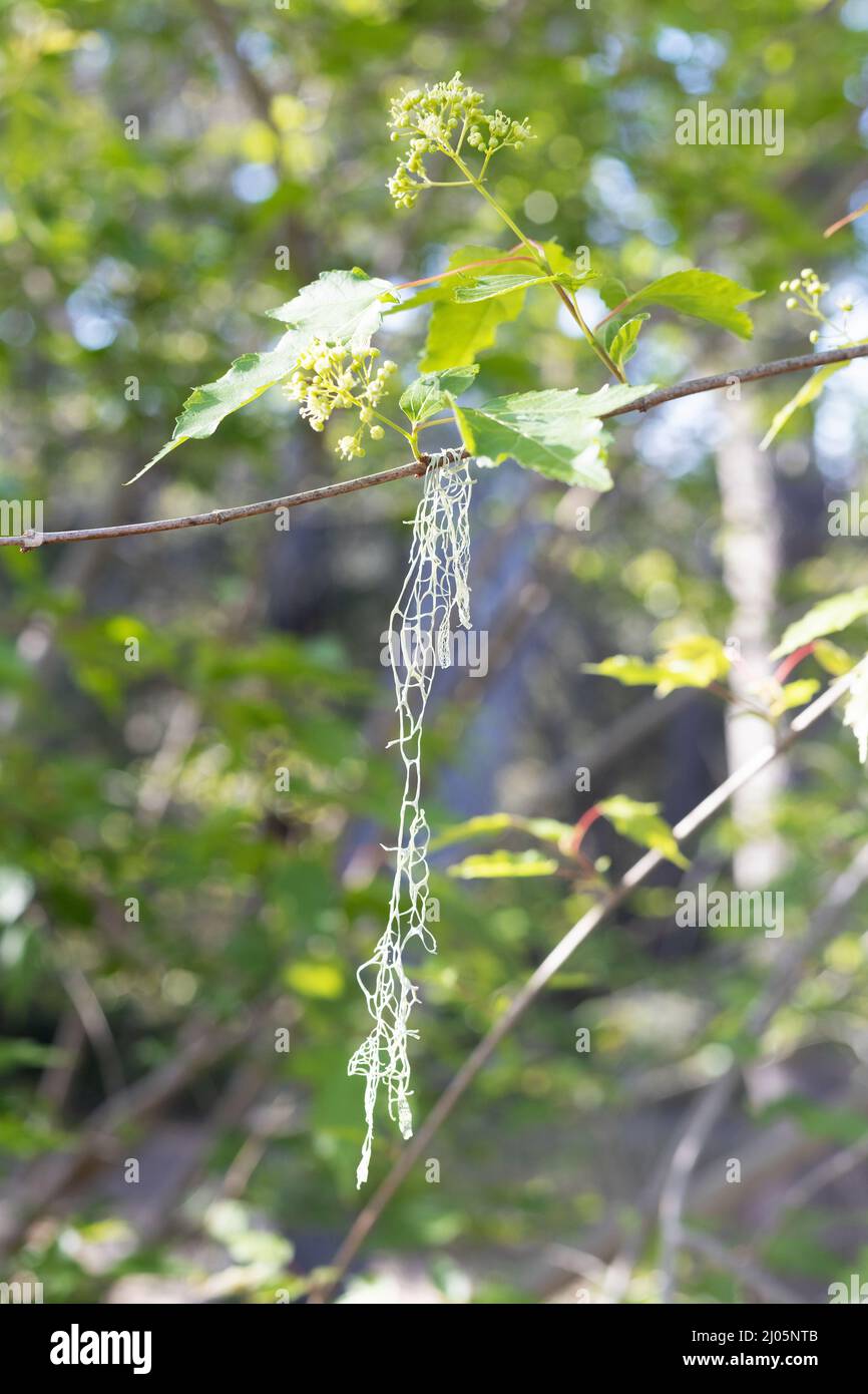 Lichen hanging from an Amur maple tree Stock Photo - Alamy