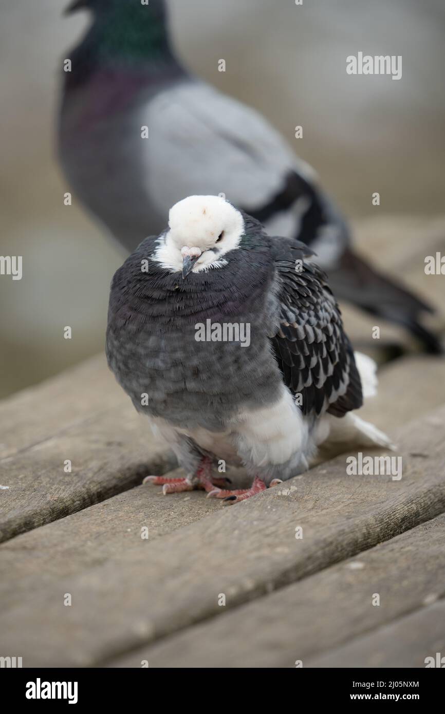 A closeup of a pigeon on a wood Stock Photo - Alamy