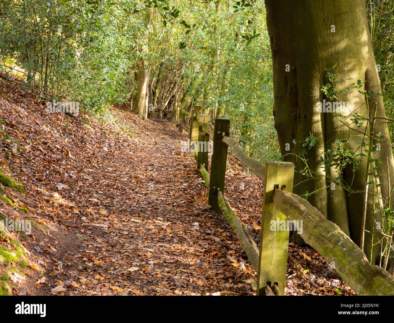 Woodland study uk hi-res stock photography and images - Alamy