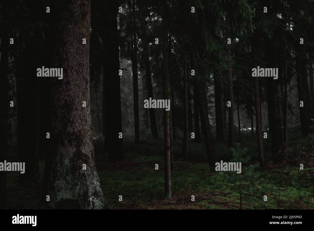 Shot of the long trees in a big forest Stock Photo - Alamy