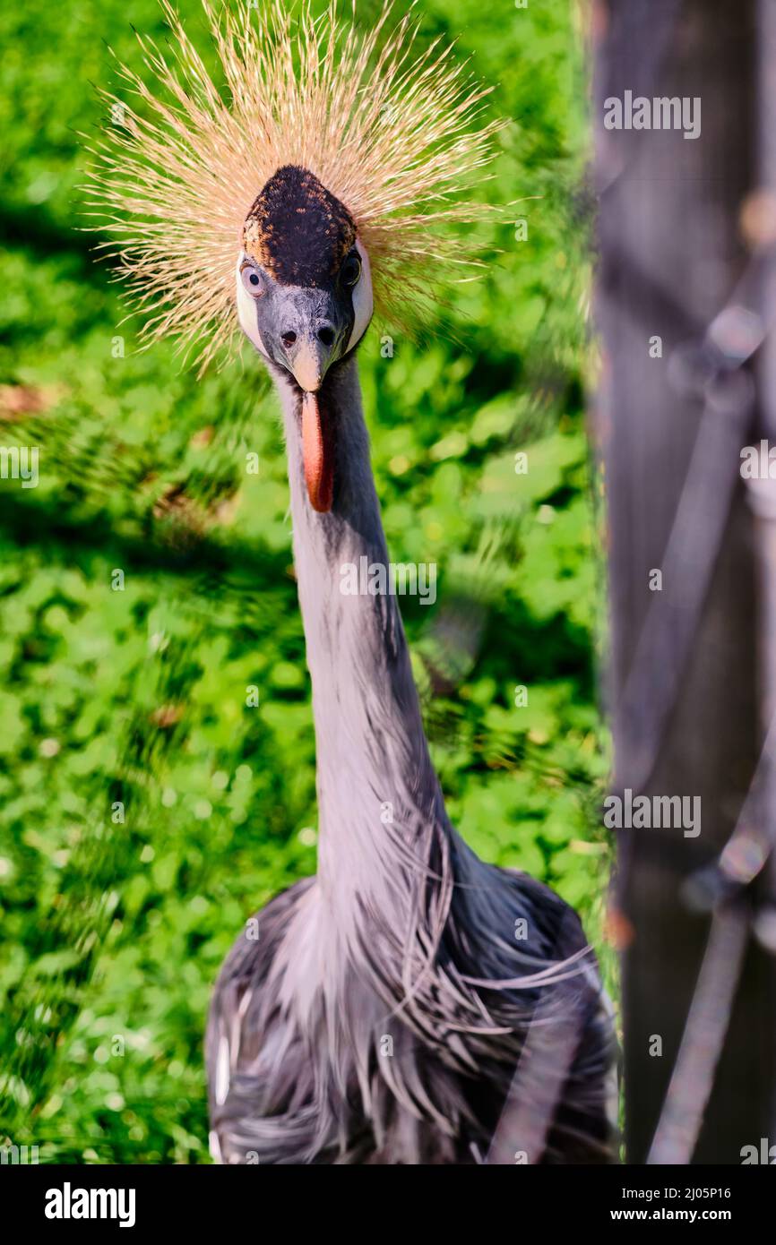 Vertical shot of a crazy looking bird at the zoo with crown feathers on ...