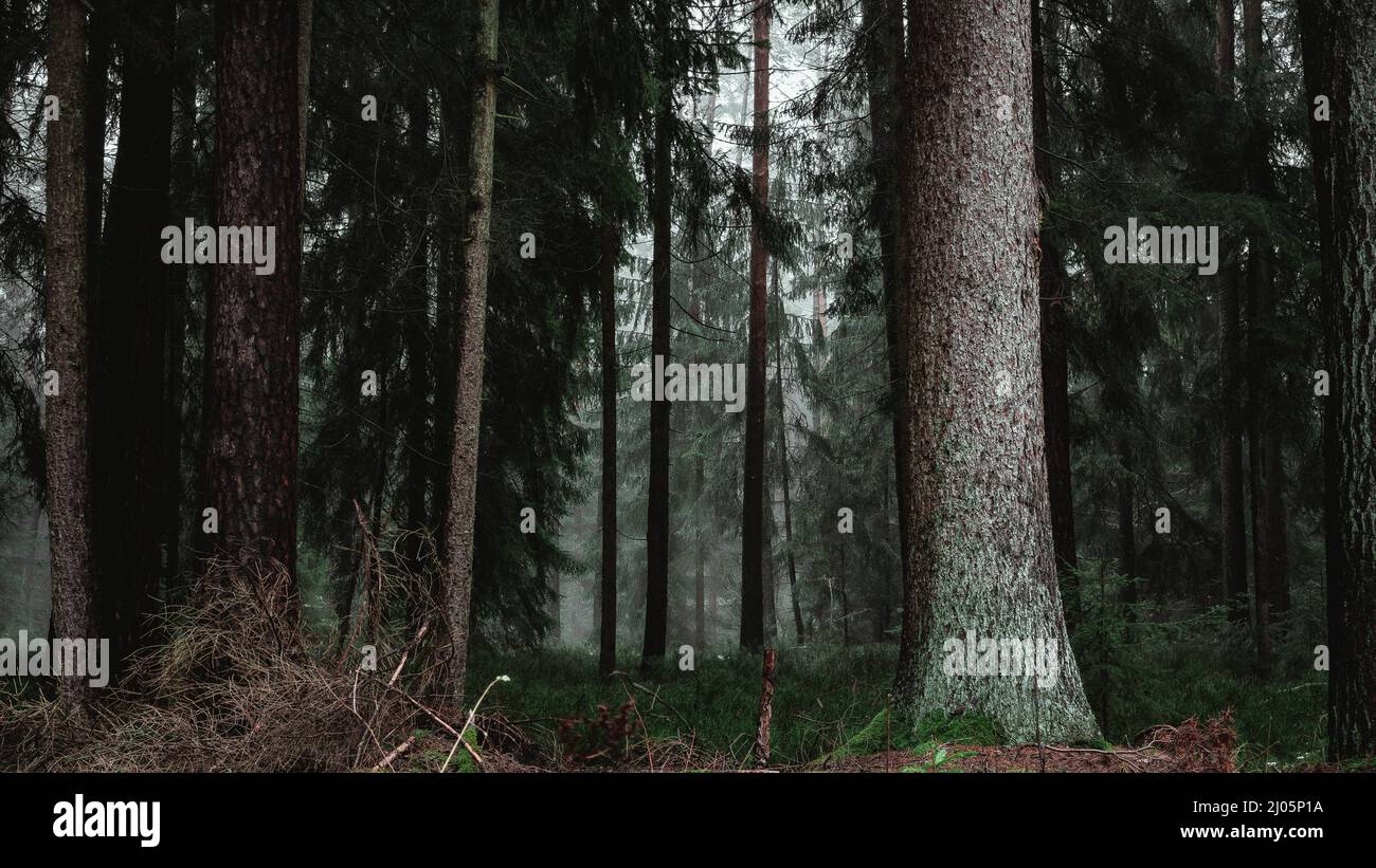 Shot of the long trees in a big forest Stock Photo - Alamy