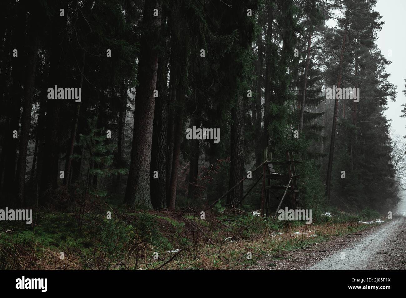 Shot of the long trees in a big forest Stock Photo - Alamy