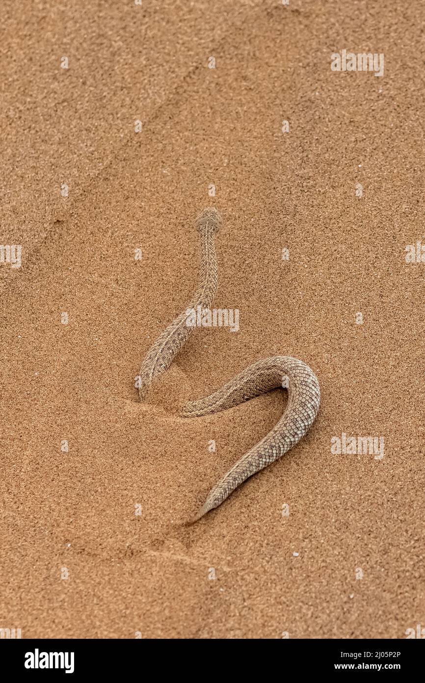 Saharan horned viper, Cerastes cerastes, snake in the sand in the Namib ...