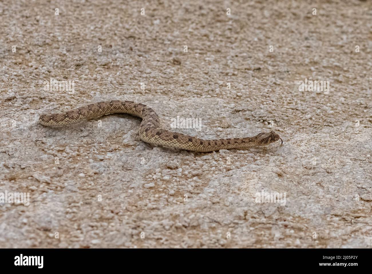 Saharan horned viper, Cerastes cerastes, snake in the sand in the Namib ...