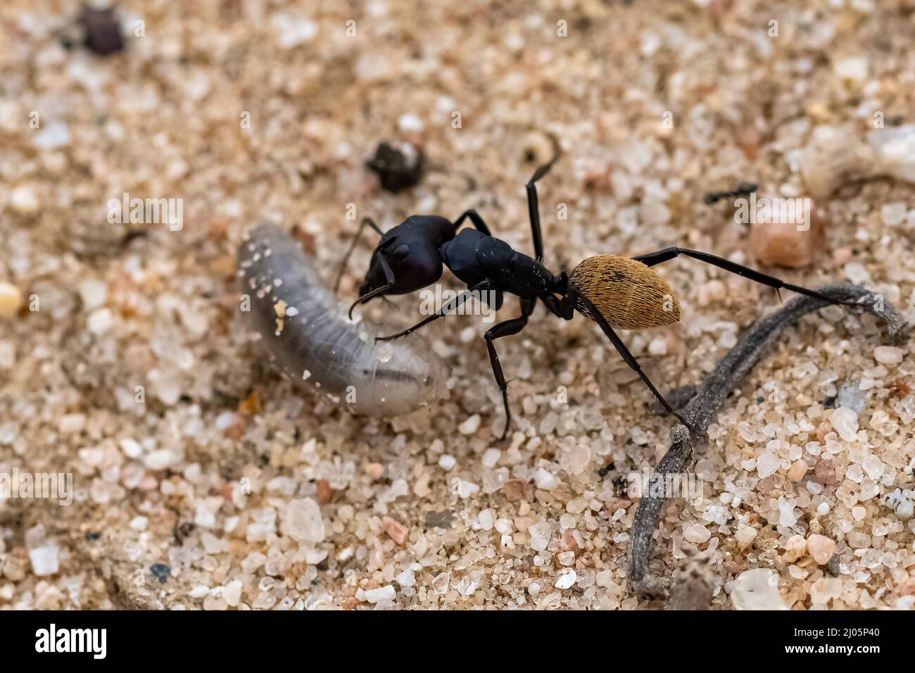 Namibia, ant eating a worm in the Namib desert, life cycle Stock Photo ...