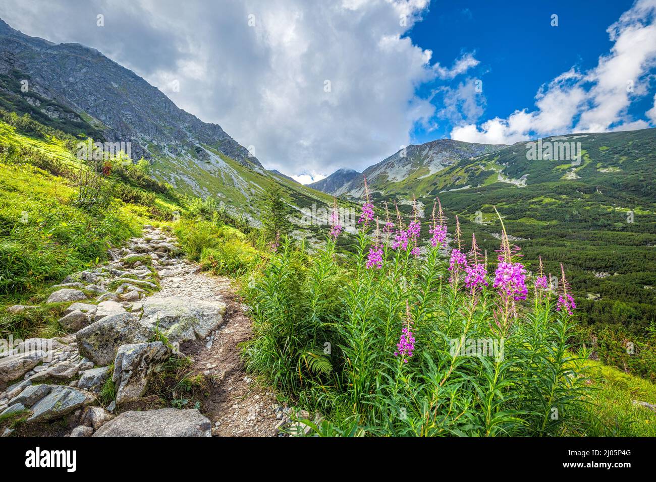 Mountain landscape with fireweed flowers in Rohace area of the Tatra ...