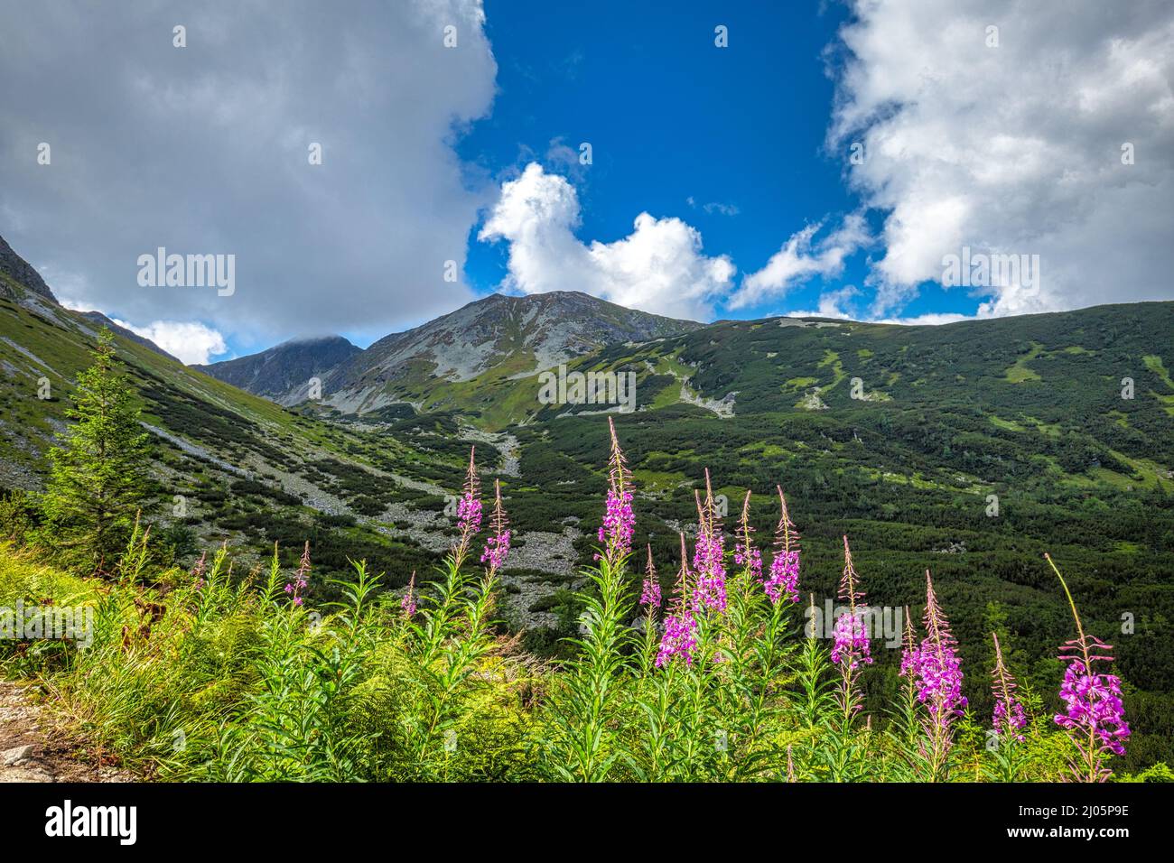 Mountain landscape with fireweed flowers in Rohace area of the Tatra ...