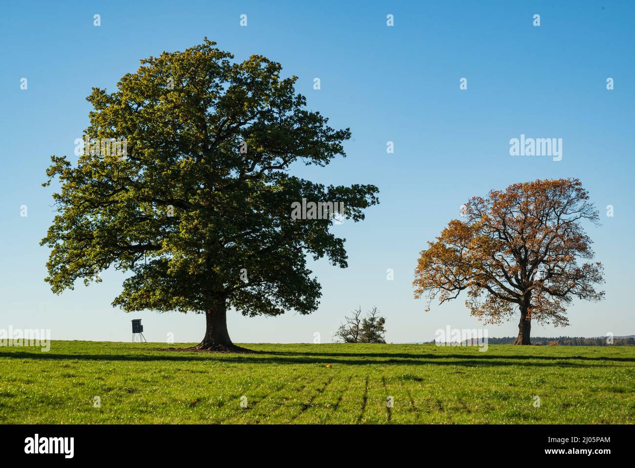 Rural scene with mighty old oak tree ("Huteeichen", wood pasture oaks ...