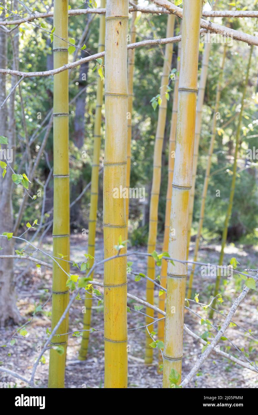 Phyllostachys vivax - Chinese timber bamboo Stock Photo - Alamy