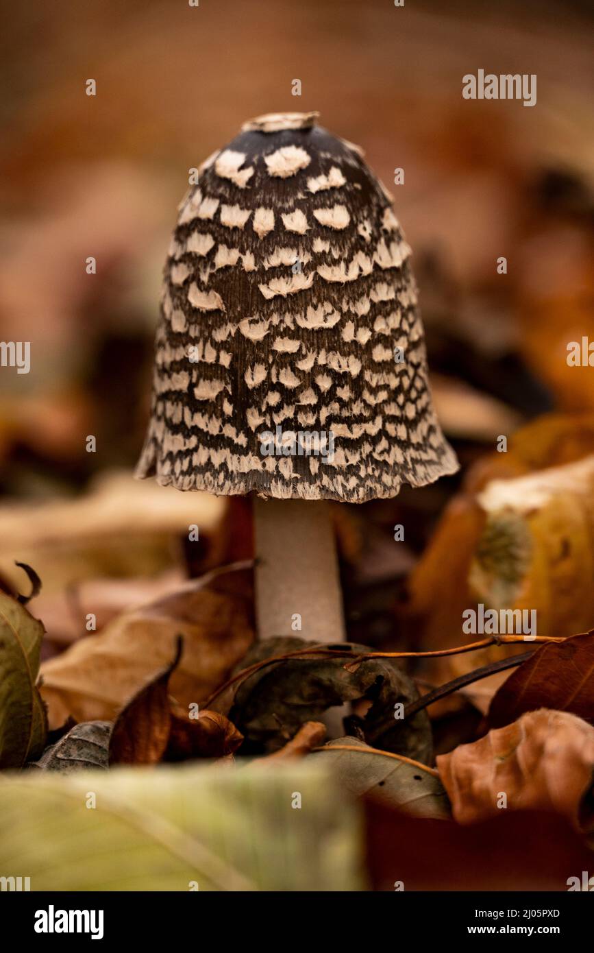 Magpie inkcap coprinopsis picacea hi-res stock photography and images ...