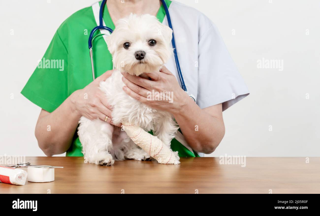 Closeup of a white bichon Maltese in the hands of a vet at a clinic ...