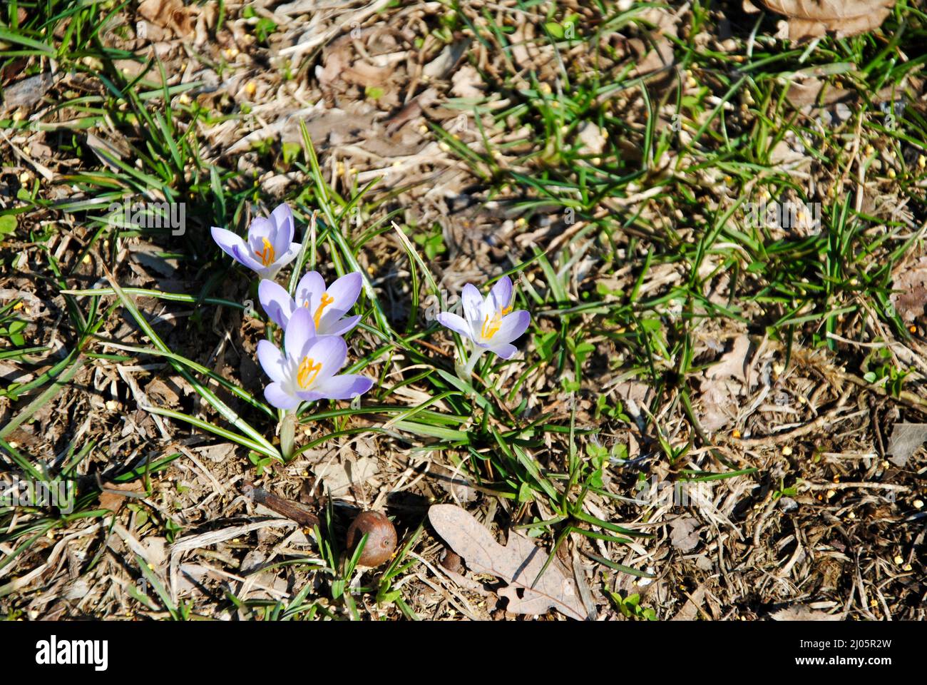 Mini crocuses are the first signs of spring in Northeastern Ohio, USA ...