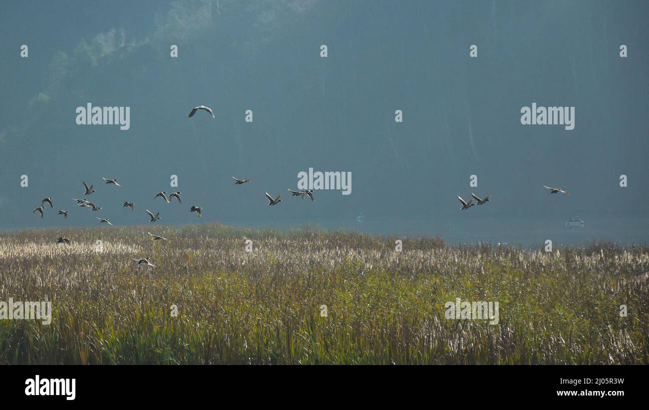 Reed bed birds hi-res stock photography and images - Alamy