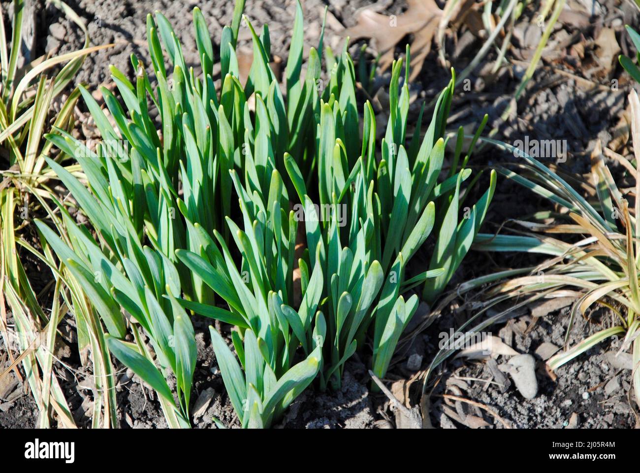 The first signs of spring in Northeastern Ohio, USA Stock Photo - Alamy