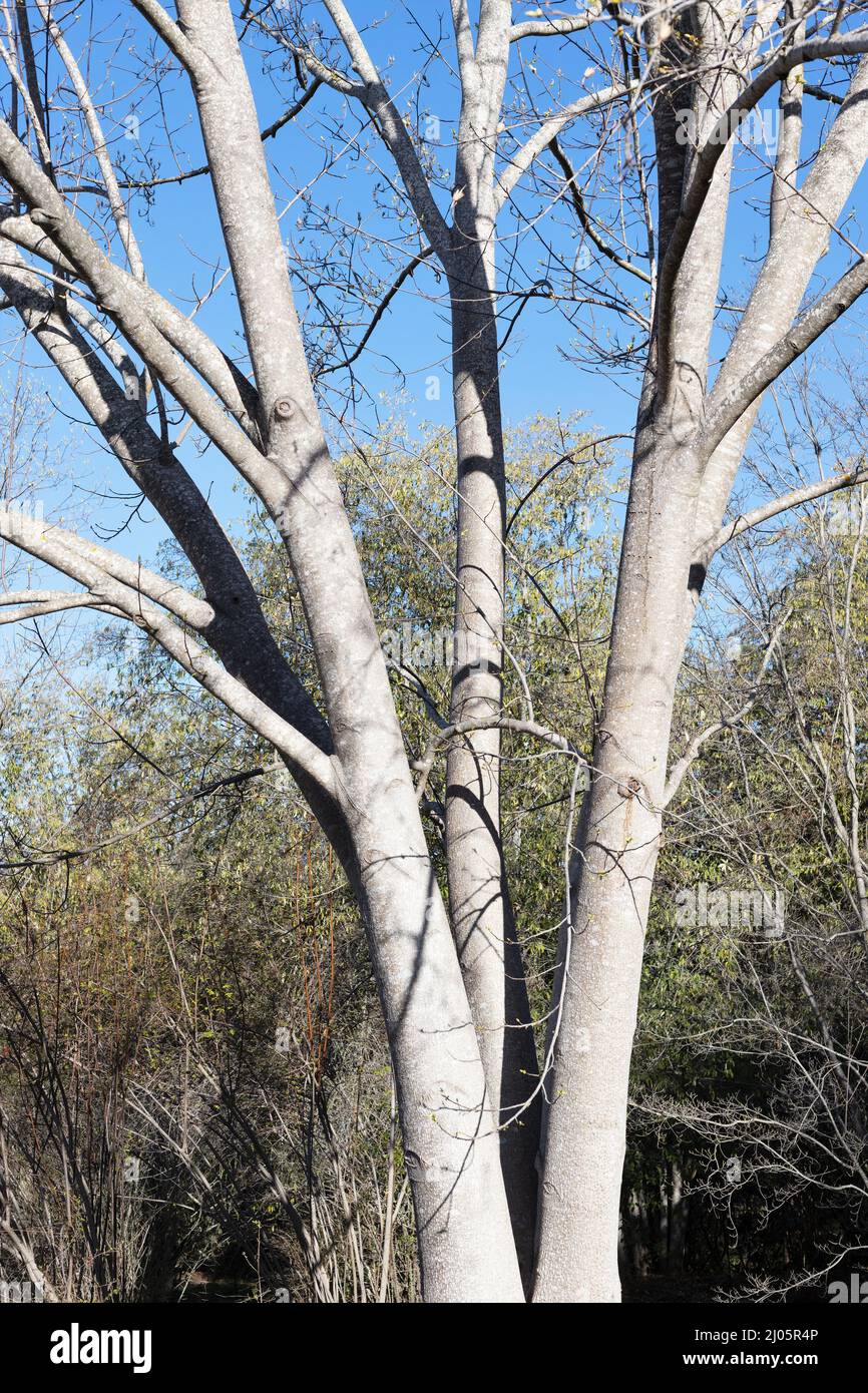 Liriodendron chinense - Chinese tulip tree - in early spring Stock ...