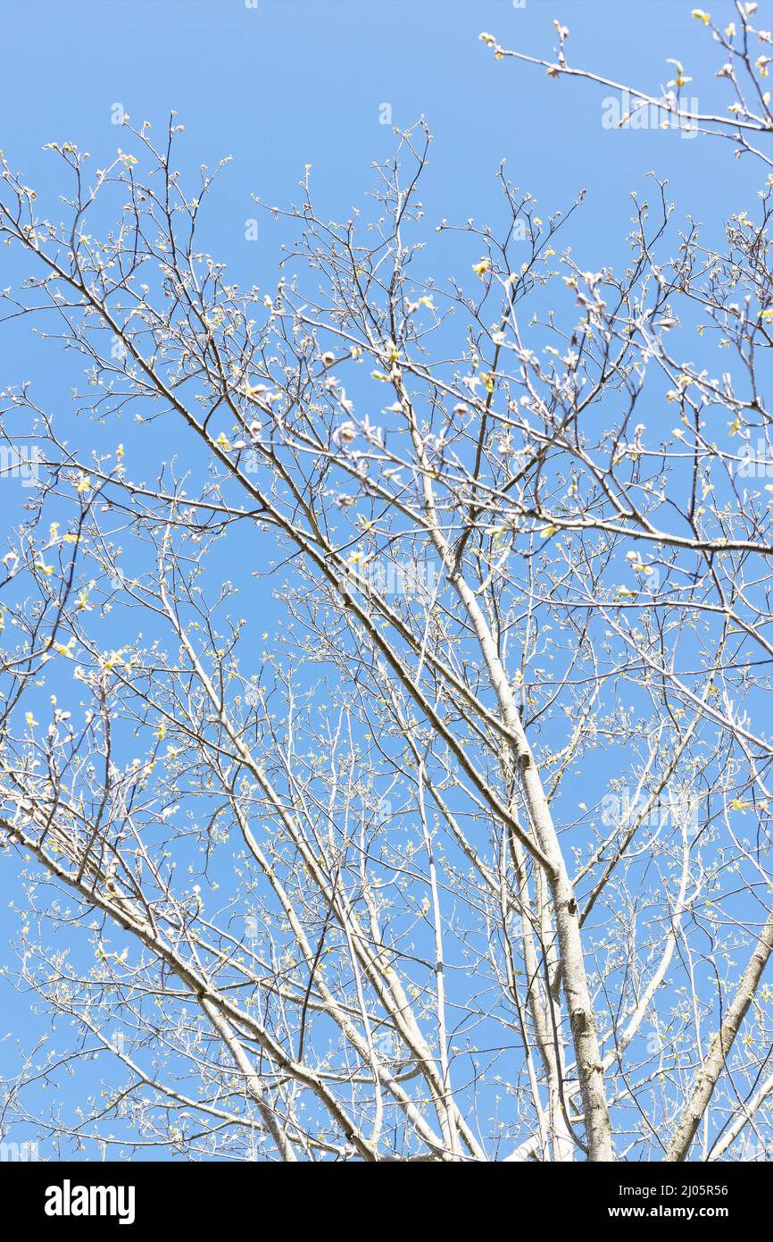 Liriodendron chinense - Chinese tulip tree - in early spring Stock ...