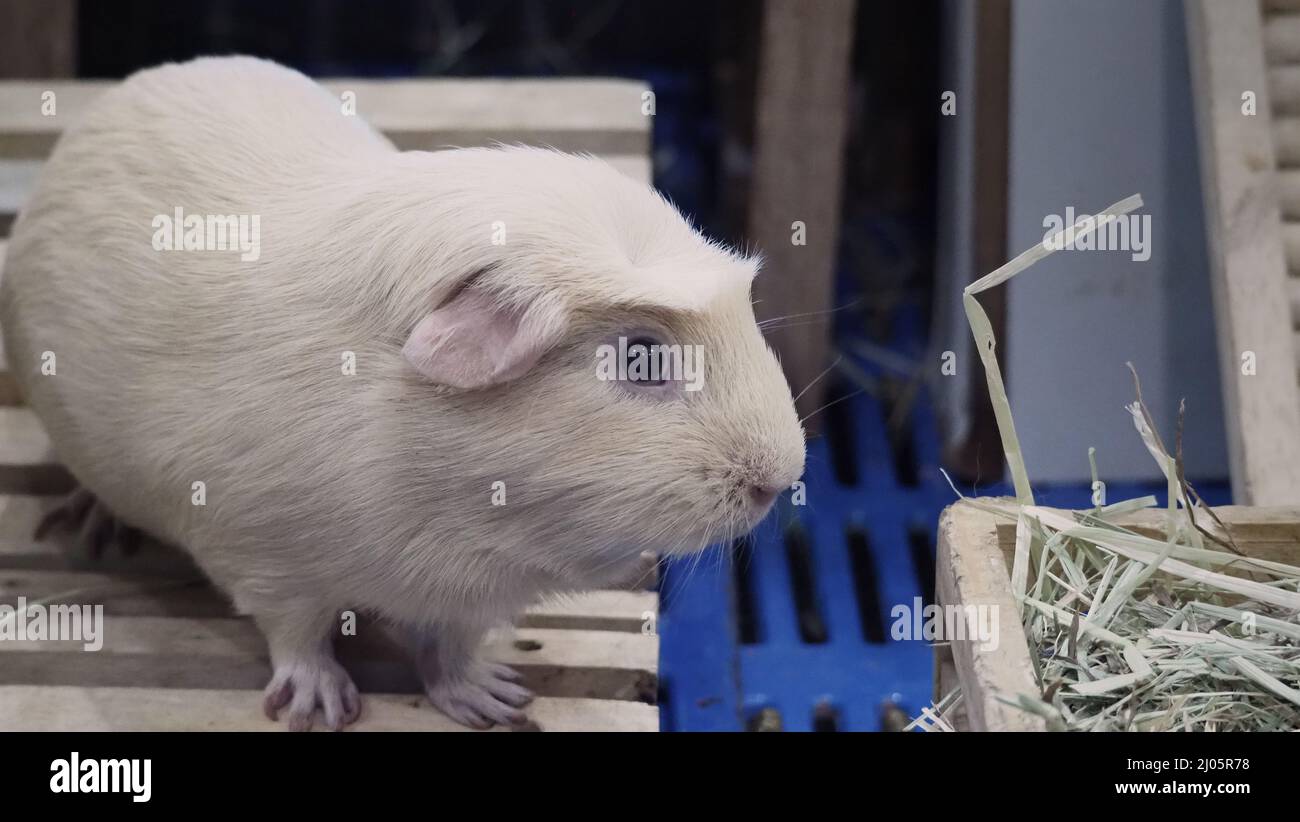 Hamster on rabbit head hi-res stock photography and images - Alamy