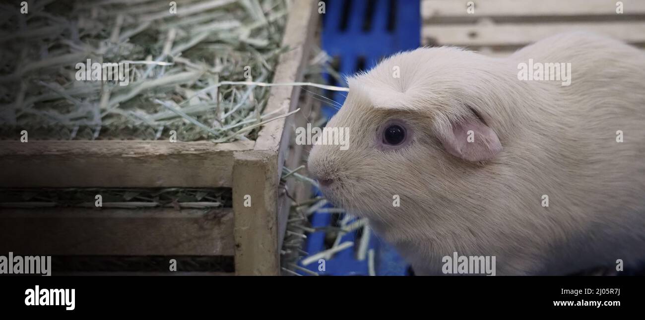 Hamster on rabbit head hi-res stock photography and images - Alamy