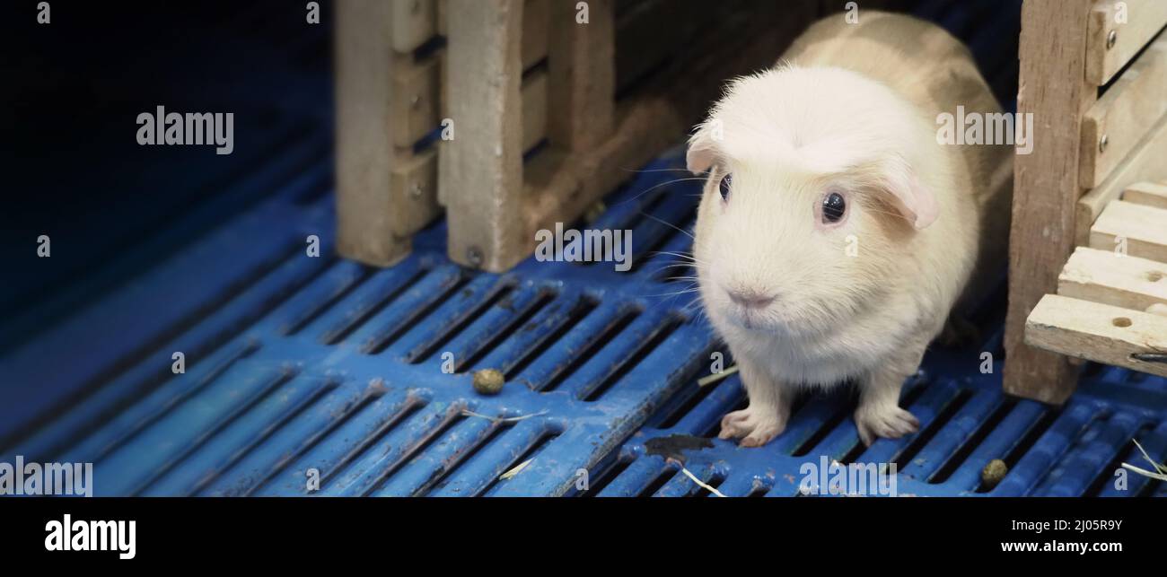 White Hamster. little pet hamster on plastic and wooden cage. The mouse ...