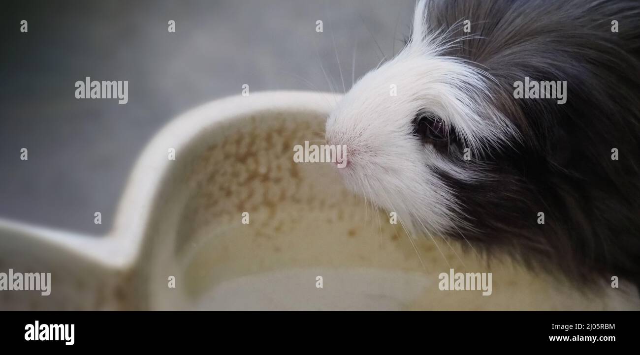 White Hamster. little pet hamster on plastic and wooden cage. The mouse ...