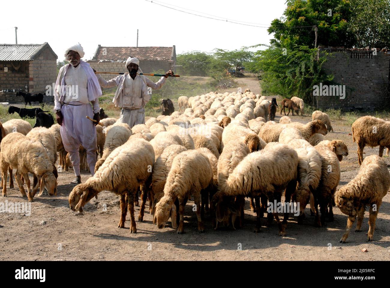 Indian shepherd in traditional dress hi-res stock photography and ...