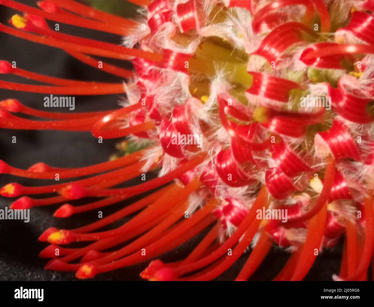 Red protea hi-res stock photography and images - Alamy